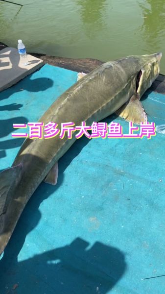 中华鲟图片多少钱一斤_中华鲟市场价-第3张图片-山城妙识