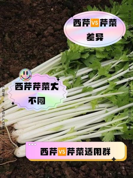 香芹和西芹的区别是什么_香芹和西芹哪个更营养-第2张图片-山城妙识 香芹和西芹的区别是什么_香芹和西芹哪个更营养-第2张图片-山城妙识