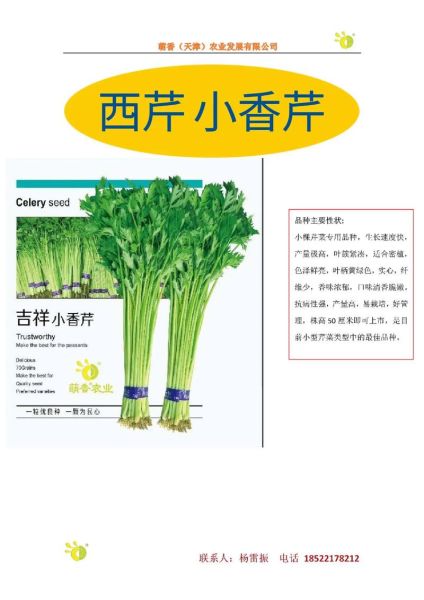 香芹和西芹的区别是什么_香芹和西芹哪个更营养-第3张图片-山城妙识 香芹和西芹的区别是什么_香芹和西芹哪个更营养-第3张图片-山城妙识