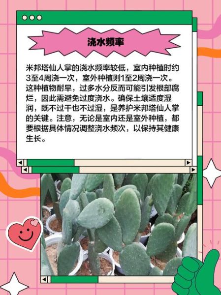 仙人掌怎么养_仙人掌多久浇一次水-第1张图片-山城妙识 仙人掌怎么养_仙人掌多久浇一次水-第1张图片-山城妙识