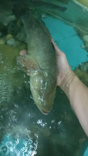 黄刺鱼多少钱一斤_黄刺鱼价格行情-第1张图片-山城妙识