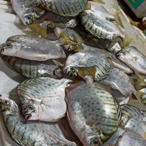 黄刺鱼多少钱一斤_黄刺鱼价格行情-第2张图片-山城妙识