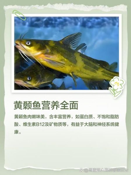 黄刺鱼多少钱一斤_黄刺鱼价格行情-第3张图片-山城妙识