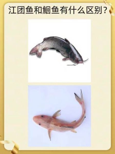 鮰鱼和江团的区别_鮰鱼是不是江团-第2张图片-山城妙识