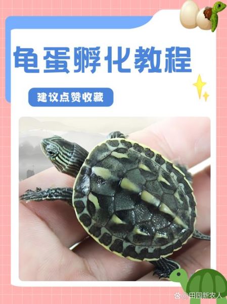 乌龟蛋长什么样_乌龟蛋孵化多久-第3张图片-山城妙识 乌龟蛋长什么样_乌龟蛋孵化多久-第3张图片-山城妙识