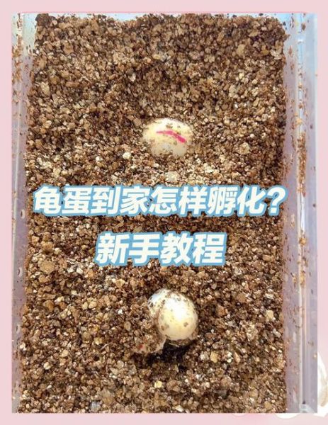 乌龟蛋长什么样_乌龟蛋孵化多久-第2张图片-山城妙识 乌龟蛋长什么样_乌龟蛋孵化多久-第2张图片-山城妙识
