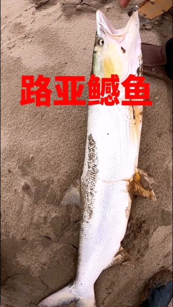 黄剑鱼价格多少钱一斤_黄剑鱼价格走势2024-第2张图片-山城妙识