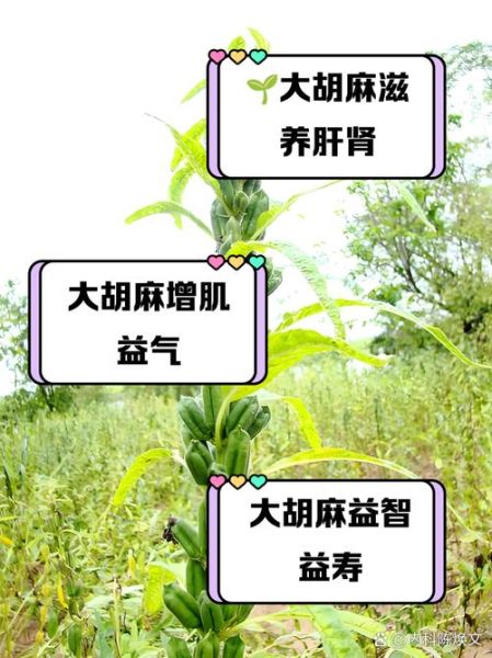 胡麻的功效与作用_胡麻怎么吃最健康-第1张图片-山城妙识