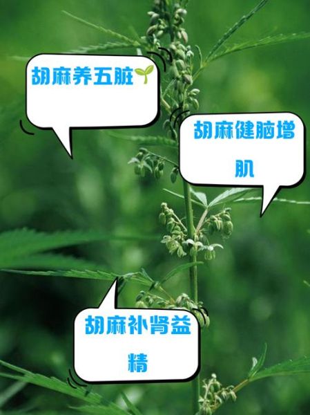 胡麻的功效与作用_胡麻怎么吃最健康-第3张图片-山城妙识