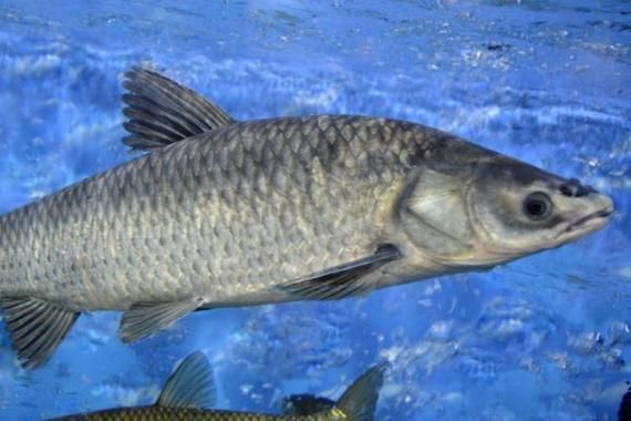 小青鱼是什么鱼_小青鱼是海鱼还是淡水鱼-第1张图片-山城妙识
