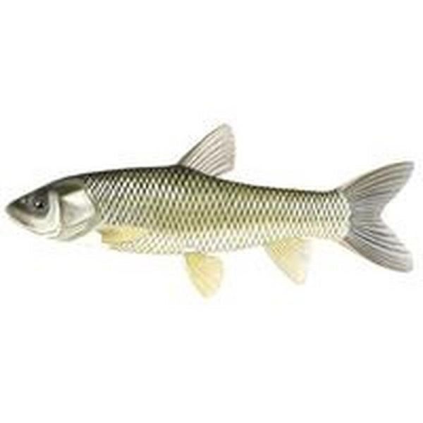 小青鱼是什么鱼_小青鱼是海鱼还是淡水鱼-第2张图片-山城妙识