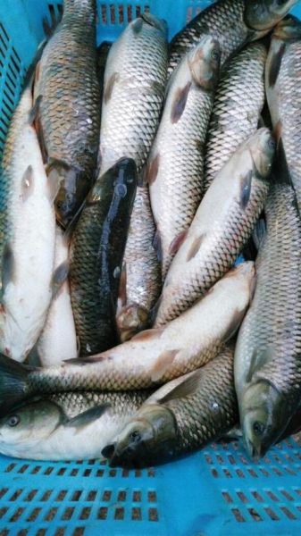 小青鱼是什么鱼_小青鱼是海鱼还是淡水鱼-第3张图片-山城妙识