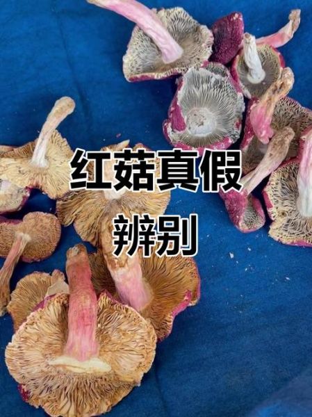 真红菇和假红菇的区别_如何辨别真假红菇-第2张图片-山城妙识