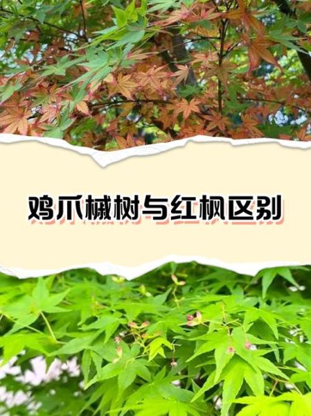 青枫树和鸡爪槭的区别_如何区分青枫与鸡爪槭-第1张图片-山城妙识