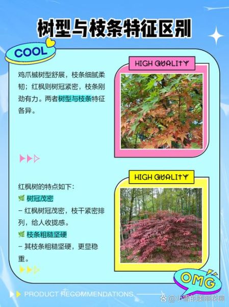 青枫树和鸡爪槭的区别_如何区分青枫与鸡爪槭-第2张图片-山城妙识