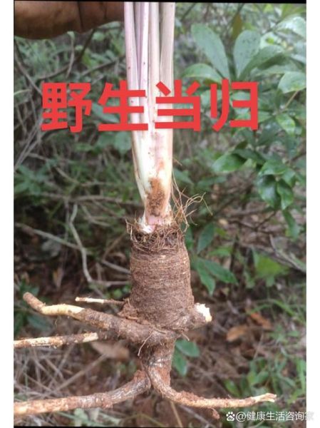 野生当归长什么样_如何辨别真假野生当归-第3张图片-山城妙识