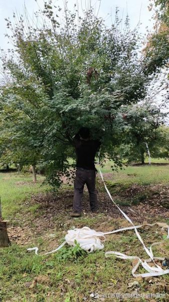 青枫树和鸡爪槭的区别_如何区分青枫与鸡爪槭-第3张图片-山城妙识