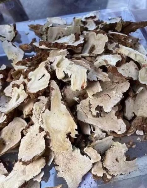 野生当归长什么样_如何辨别真假野生当归-第2张图片-山城妙识