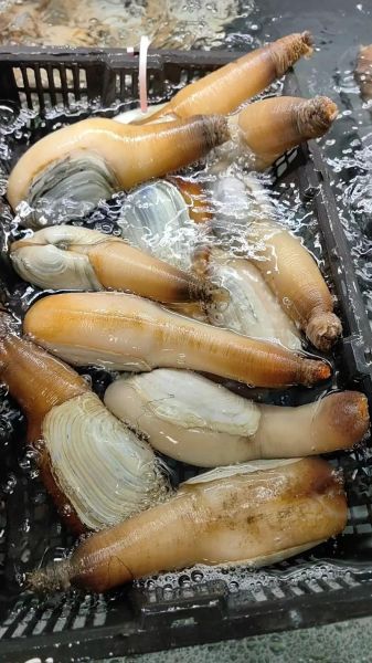 象拔蚌刺身多少钱_象拔蚌刺身价格一般多少-第2张图片-山城妙识 象拔蚌刺身多少钱_象拔蚌刺身价格一般多少-第2张图片-山城妙识