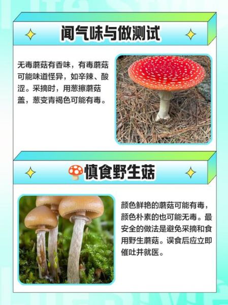 去山上捡蘑菇的诀窍_如何分辨毒蘑菇-第1张图片-山城妙识
