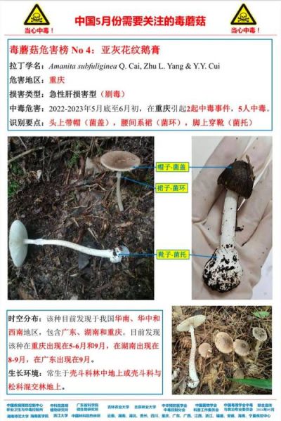 去山上捡蘑菇的诀窍_如何分辨毒蘑菇-第3张图片-山城妙识