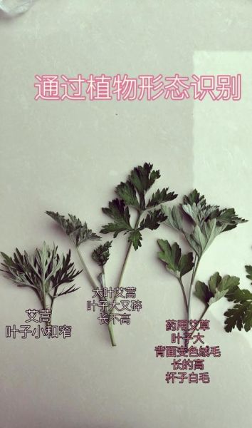 艾蒿图片怎么辨别_艾蒿与艾草区别-第1张图片-山城妙识