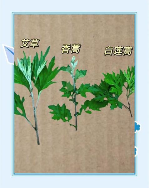 艾蒿图片怎么辨别_艾蒿与艾草区别-第2张图片-山城妙识