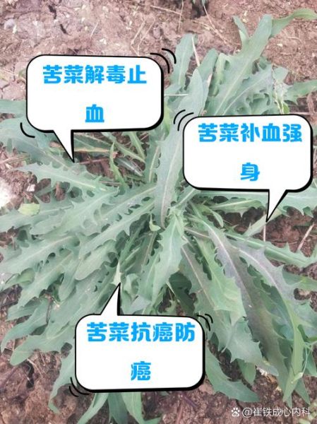 野生苦菜图片_如何识别与食用-第3张图片-山城妙识