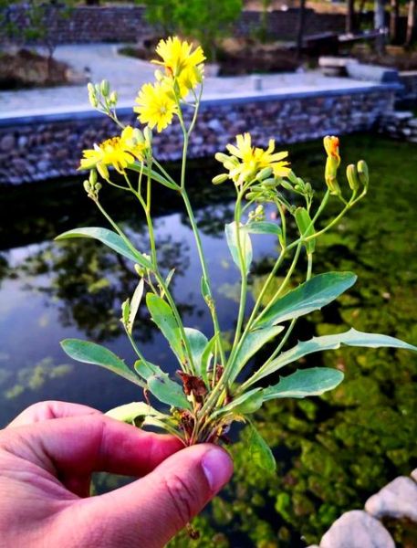 野生苦菜图片_如何识别与食用-第2张图片-山城妙识