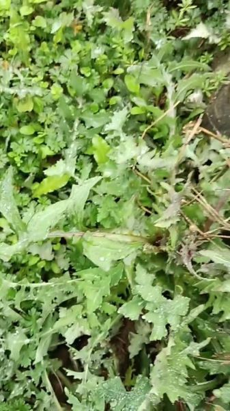 野生苦菜图片_如何识别与食用-第1张图片-山城妙识