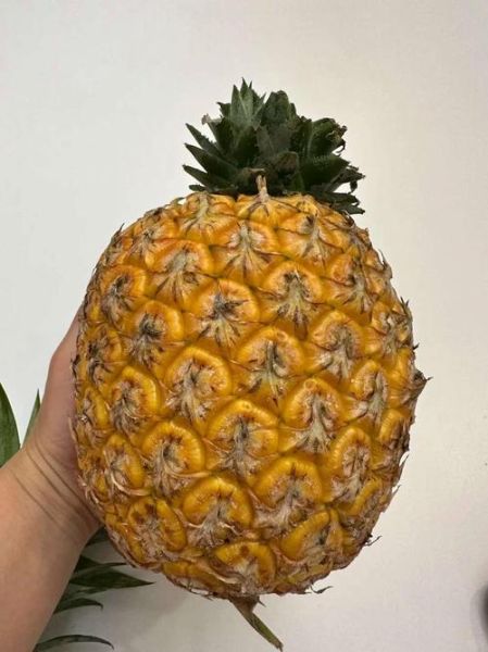 菠萝叶可以吃吗_菠萝叶的功效与作用-第3张图片-山城妙识