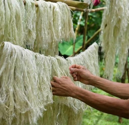 菠萝叶可以吃吗_菠萝叶的功效与作用-第2张图片-山城妙识