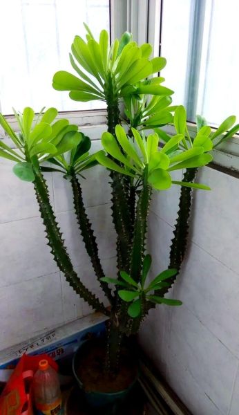 龙骨花图片大全_龙骨花怎么养才旺盛-第1张图片-山城妙识