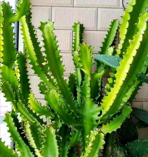 龙骨花图片大全_龙骨花怎么养才旺盛-第3张图片-山城妙识