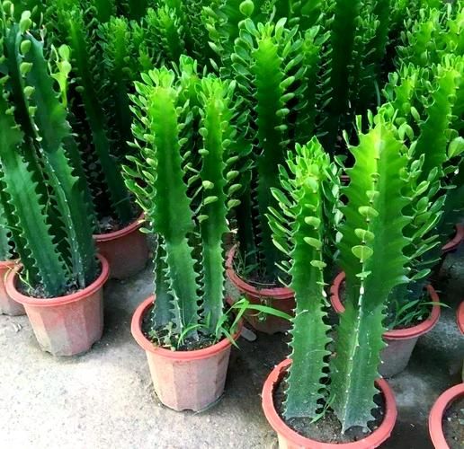 龙骨花图片大全_龙骨花怎么养才旺盛-第2张图片-山城妙识