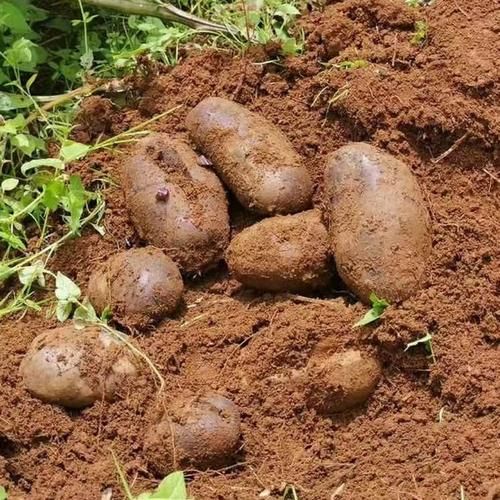 黑美人土豆的功效与作用_黑美人土豆适合什么人吃-第1张图片-山城妙识