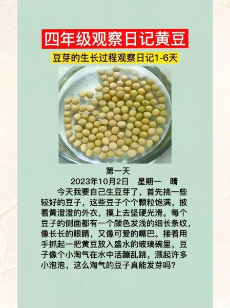 黄豆芽怎么种_黄豆芽七天变化记录-第2张图片-山城妙识