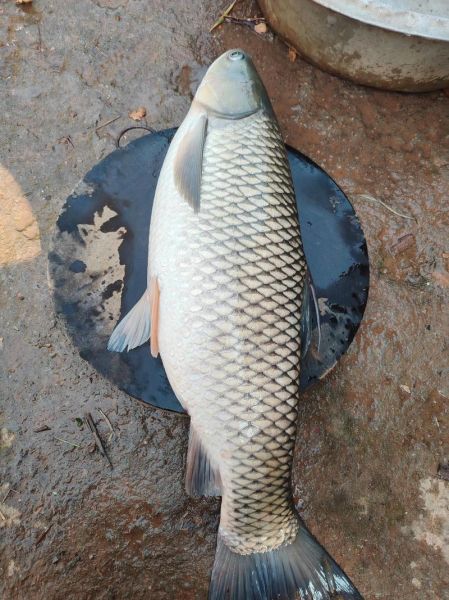 草鱼价格今日价一斤_草鱼多少钱一斤-第3张图片-山城妙识