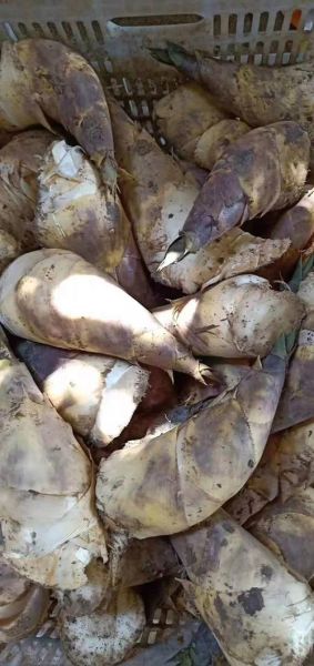 黄田马蹄笋怎么挑选_黄田马蹄笋产地在哪里-第2张图片-山城妙识