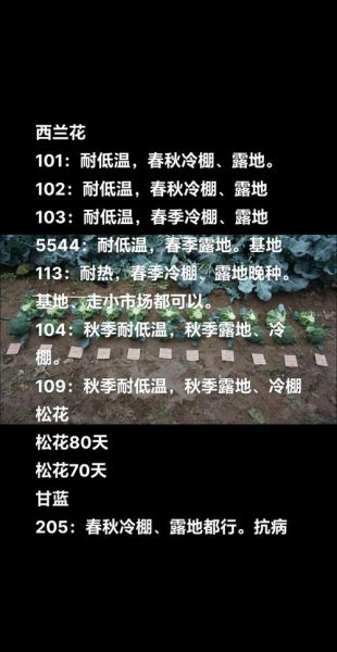 西兰花怎么种_西兰花种植时间和方法-第2张图片-山城妙识