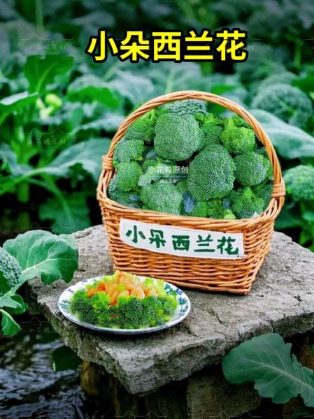 西兰花怎么种_西兰花种植时间和方法-第3张图片-山城妙识