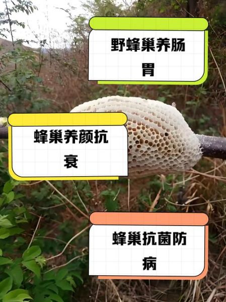 蜂巢哪些人不能吃_蜂巢禁忌人群有哪些-第1张图片-山城妙识