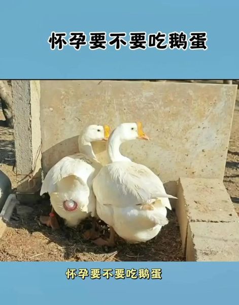 鹅蛋怎么吃去胎毒_孕妇吃鹅蛋去胎毒的正确方法-第3张图片-山城妙识