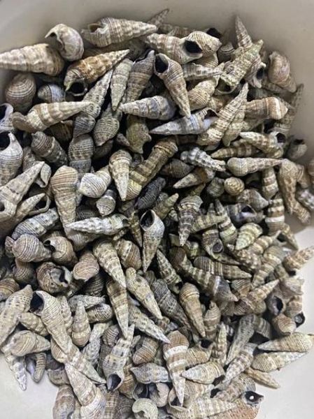 锥螺怎么清洗_锥螺怎么做好吃-第1张图片-山城妙识