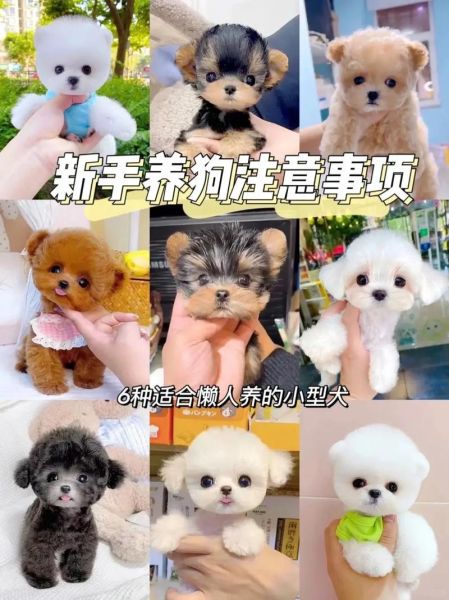 懒人适合养什么宠物_12种超省心萌宠推荐-第1张图片-山城妙识