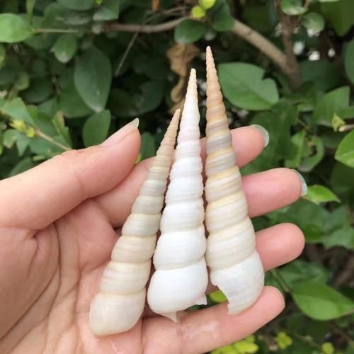 锥螺怎么清洗_锥螺怎么做好吃-第2张图片-山城妙识