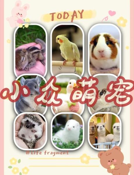 懒人适合养什么宠物_12种超省心萌宠推荐-第3张图片-山城妙识