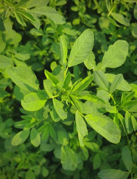 野生苜蓿能吃吗_野生苜蓿怎么吃才安全-第2张图片-山城妙识