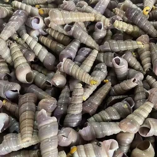 锥螺怎么清洗_锥螺怎么做好吃-第3张图片-山城妙识