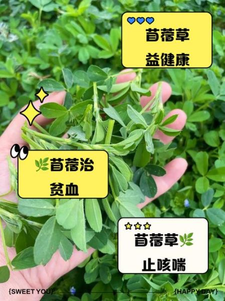 野生苜蓿能吃吗_野生苜蓿怎么吃才安全-第3张图片-山城妙识